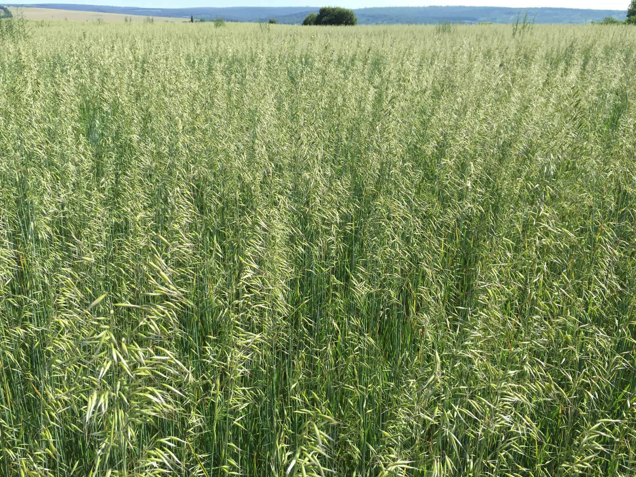 Főoldal - Alisca-Mag Kft.